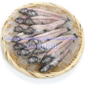 ハダカイワシ - Diaphus watasei - | 旬の魚貝百科