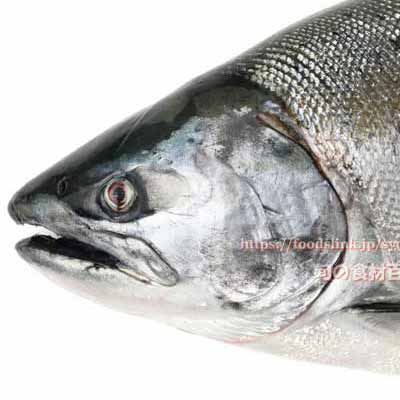 サクラマス（桜鱒）：旬の魚介百科