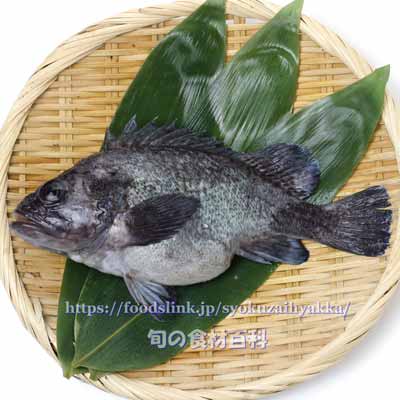 キツネメバル／マゾイ- Sebastes vulpes -：旬の魚介百科